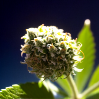 Trichomy, Malé Krystaly s Velkým Významem - growbank.cz